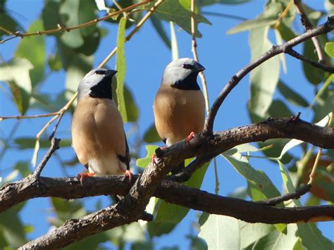 Black Throated Finch Research Program E2m