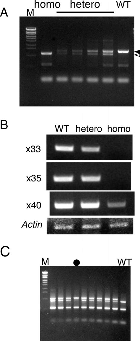 Identification Of Homozygous Vip6elf8 Mutants A Genotyping Analysis