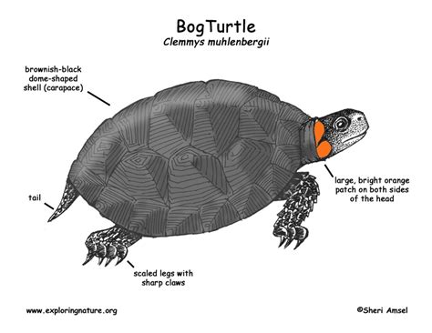 Turtle Bog Exploring Nature
