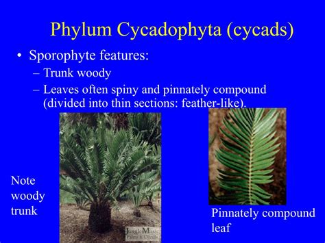 Phylum Ginkgophyta Examples