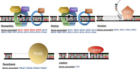 Mismatch Repair Pathway Major Steps With Genes Associated Genes In Red Download Scientific
