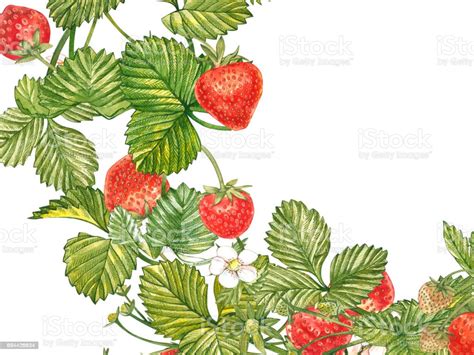 흰색 바탕에 익은 빨간 베리 딸기와 수평 배너 포장 천연 화장품 건강 관리 제품에 대 한 디자인 와 텍스트에 대 한 장소 0명에 대한 스톡 벡터 아트 및 기타 이미지