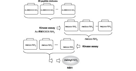Defined Position Hexapeptide Combinatorial Library Positions Referred Download Scientific