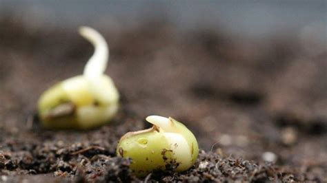 New Insights Into The Earliest Events Of Seed Germination Lab Manager