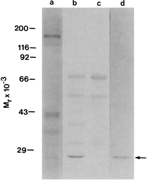 Identification Of Heparin Binding Domain From N Cam 300 G Of Download Scientific Diagram
