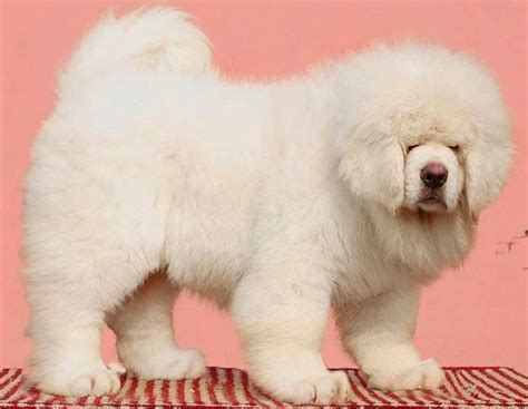 Tibetan Mastiff Dog White At Annabelle Finlay Blog
