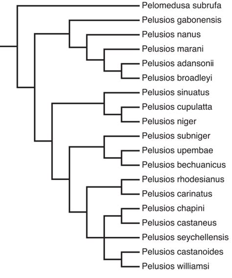 Current Phylogenetic Hypothesis Of The Relationships Within The Turtle Download Scientific