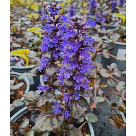 Bluebell Arboretum And Nursery Specialists In Trees And Shrubs