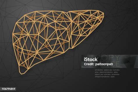 간 모양 와이어 프레임 다각형 골든 프레임 구조 의료 과학 오르간 개념 디자인 일러스트 레이 션 검은 그라데이션 배경에 고립 된 복사 공간 벡터 Eps 10 0명에 대한