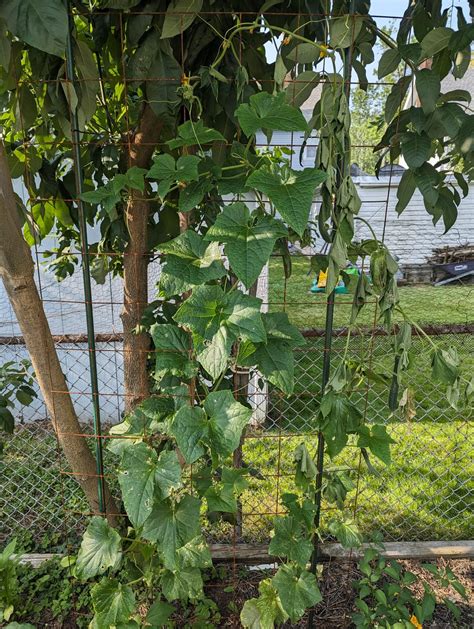 Cucumber Sudden Wilt Rgardening
