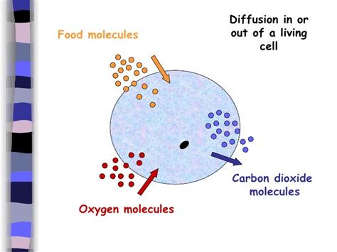 B Diffusion And Osmosis