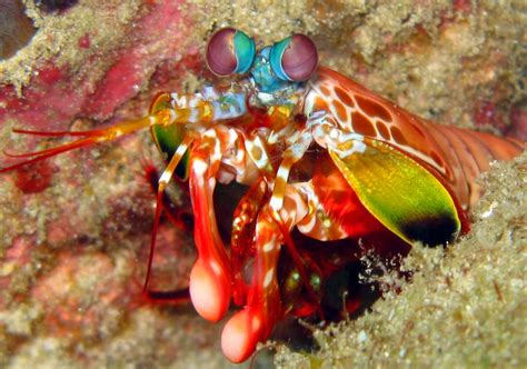 Mantis Shrimp Vision Spectrum