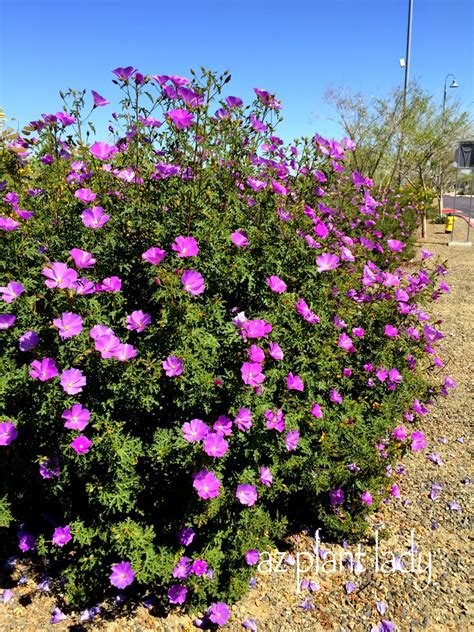 Arizona Flowering Bushes Shrubs Archives Desert Gardening 101