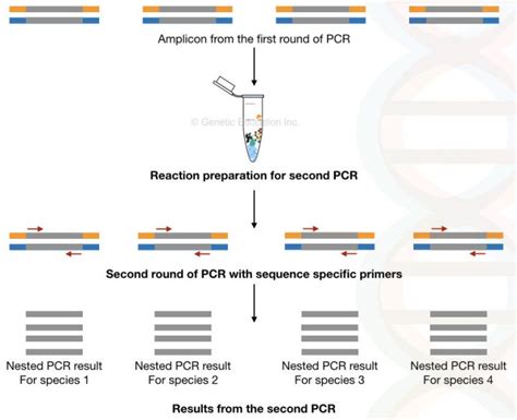 What Is Nested Pcr