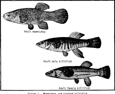 Mummichog