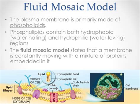 The Plasma Membrane Fluid Dynamics And Cell Transportation Ppt Download