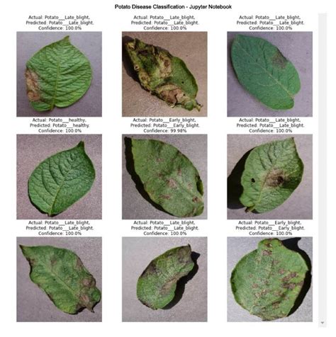 GitHub AmeenUrRehman Deep Learning Project Potato Disease