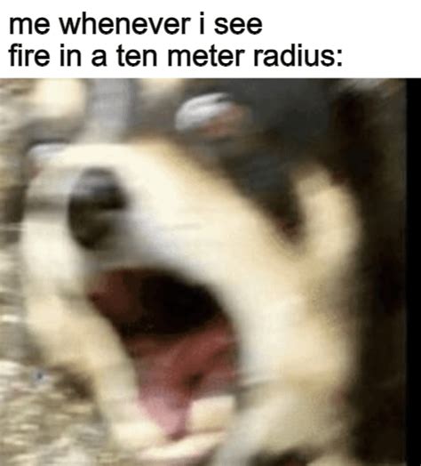 I Would Be The Worst Moth Ever Rmemes