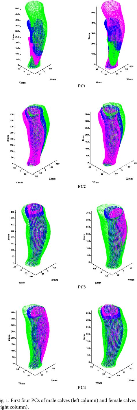 Figure 1 From Differences In Calves Shape And Circumference Profiles