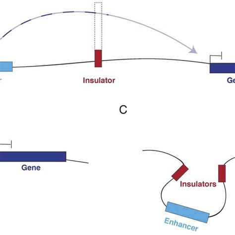 Interactions Between Gene Regulatory Elements A Schematic Of How Two Download Scientific