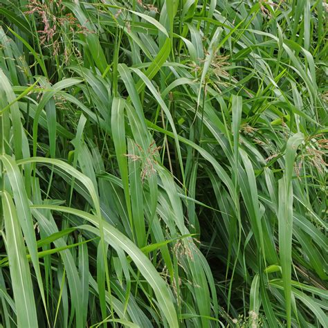 Johnson Grass Sorghum Halepense