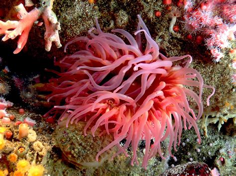 Anemones Corals Sea Anemones And Jellyfish All Belong To Flickr
