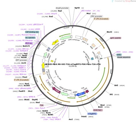 Addgene Tet Aid Pcra M6 Ugi T2a Mtagbfp2 Pgk Puro T2a Rtta