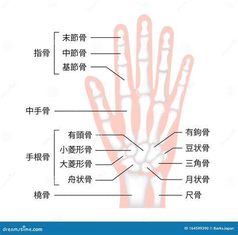 The Hamate Bone Royalty Free Illustration 56651970