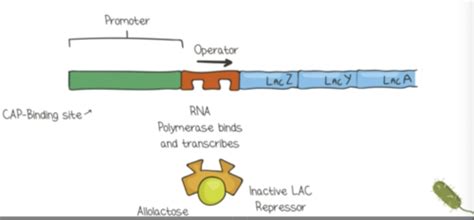 Mcat Bio Gene Expression Flashcards Quizlet
