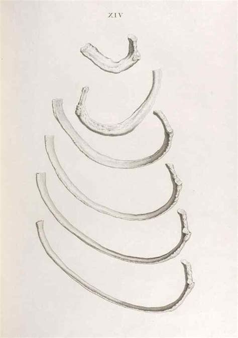 Reproducciónreproduction 48832818306 Osteographia Or The Anatomy Of