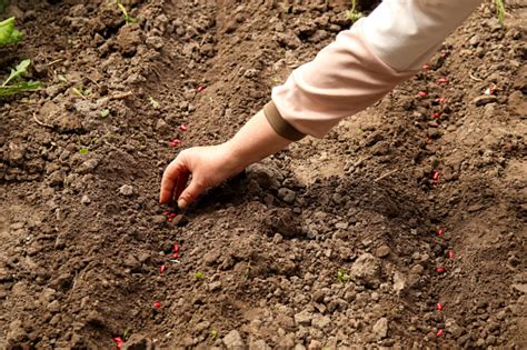 손으로 묘목을 토양에 넣습니다 성장 야채 또는 식물 묘목의 씨앗 비즈니스 또는 생태 개념입니다 밭이나 정원에서 일하는 여자 검사 보기에 대한 스톡 사진 및 기타 이미지