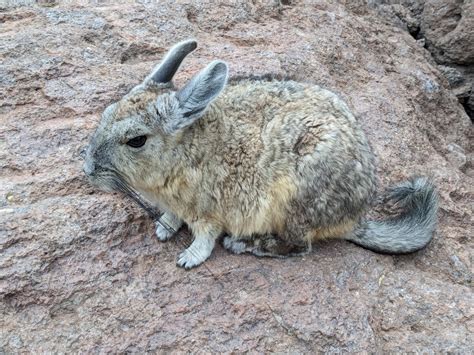 Free Picture Southern Viscacha A Small Rodent Native To South America