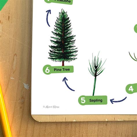 Pine Life Cycle