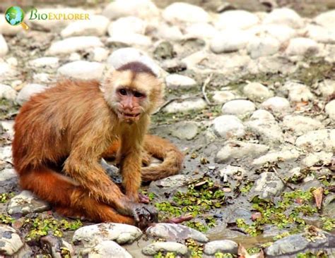 Ecuadorian Capuchin Characteristics Cebus Aequatorialis Facts