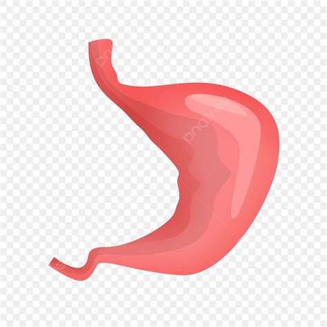 내장 기관 위장 일러스트 인간의 위장 위장 내장 그림 Png 일러스트 및 Psd 이미지 무료 다운로드 Pngtree