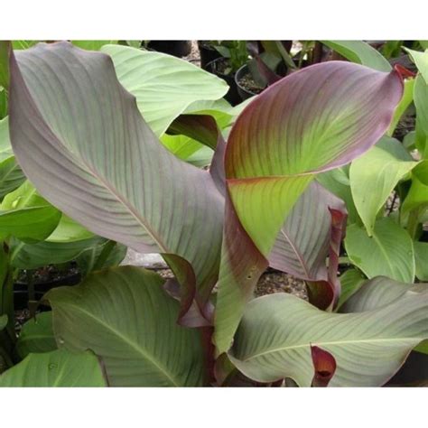 Jual Bibit Tanaman Langka Ganyong Umbi Ganyong Super Shopee Indonesia