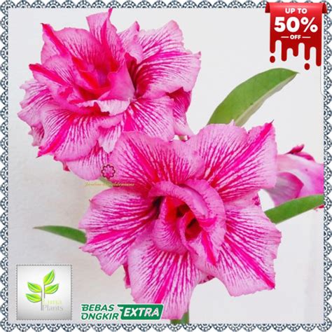 Jual Bunga Adenium Pink Soft Tanaman Adenium Bunga Kamboja Kab