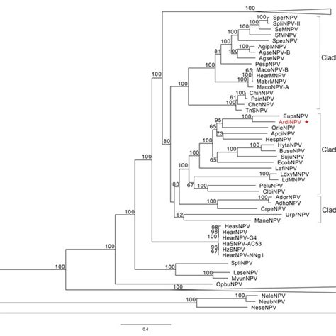 Phylogenetic Tree An Unrooted Tree Was Inferred From The Concatenated Download Scientific