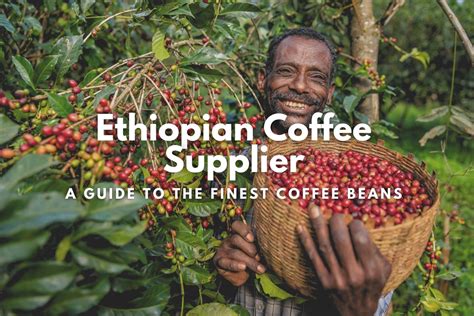 Ethiopian Coffee Supplier A Guide To The Finest Coffee Beans Helena Coffee Vietnam