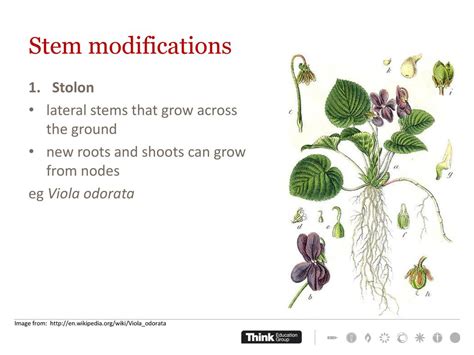 Stolon Stem Modification Examples At James Goldsbrough Blog