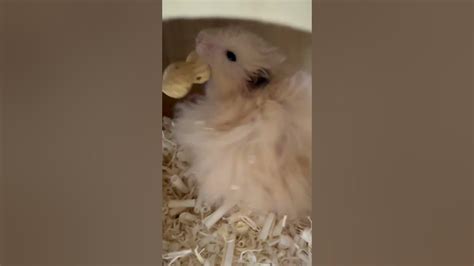 햄스터 하품 귀여운 Funny 햄스터 하품 모음집 ️ ️ Youtube