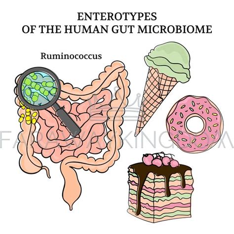 Microbiome Enterotypes Ruminococcus Medicine Clip Art Vector Inspire Uplift