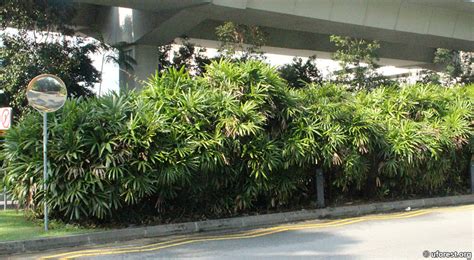 Bamboo Palm Rhapis Excelsa