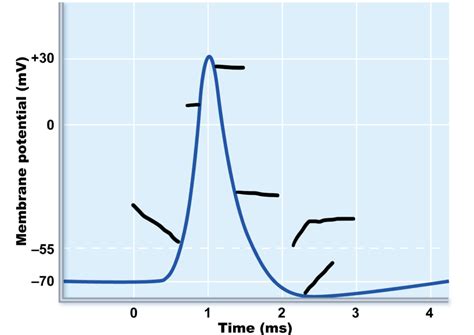 Action Potential Chart Diagram Quizlet