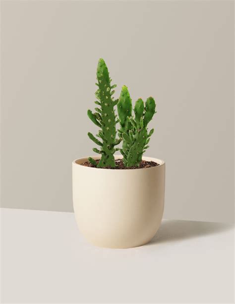 Prickly Pear Cactus | Houseplants Safe for Pets Delivery | The Sill