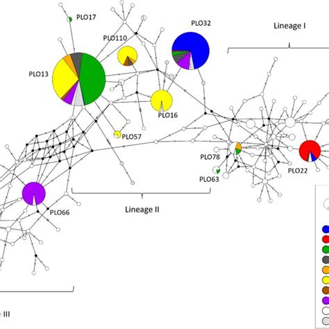 haplotype network of d loop sequences the size of the pie charts is