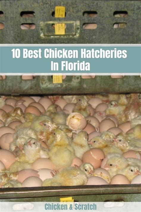 Best Chicken Hatchery At Clay Brown Blog