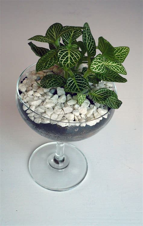 Lusa Mae Terrariums Stemware Small Glasses Series