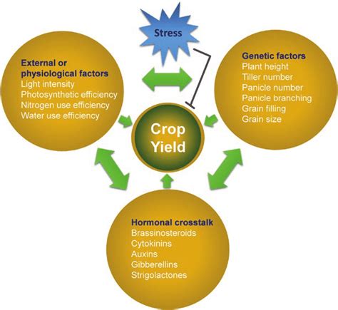 Schematic Representation Of Factors Determining Crop Yield In Rice The Download Scientific