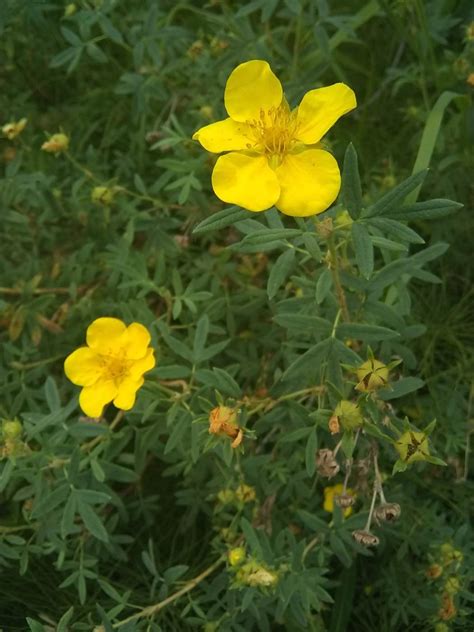 How To Take Care Of A Cow Parsnip Burn Alaska Herbal Solutions